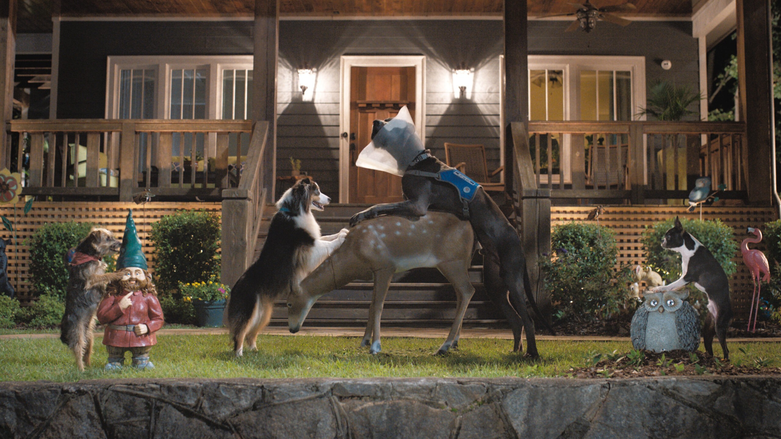 Strays Unleashed Edition Blu-ray/DVD Combo Review • Home Theater Forum